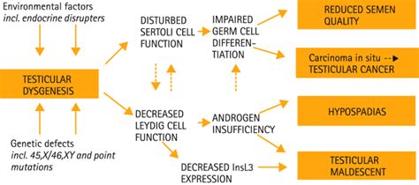 Biology And Epidemiology Of Testicular Dysgenesis Syndrome Asklund