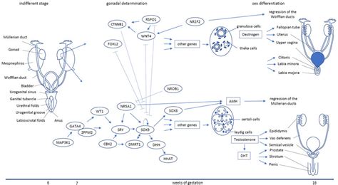 Human Sex Development From The Indifferent Gonad To Sex Differentiation