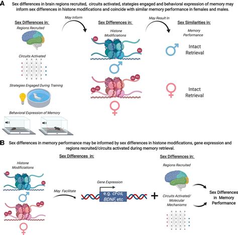 Examining The Contribution Of Histone Modification To Sex Differences