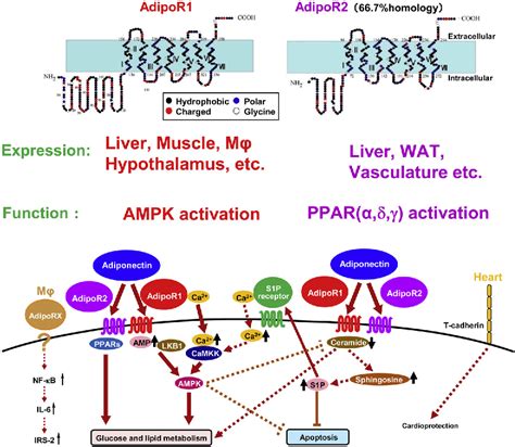 [pdf] Adiponectin Receptors A Review Of Their Structure Function And