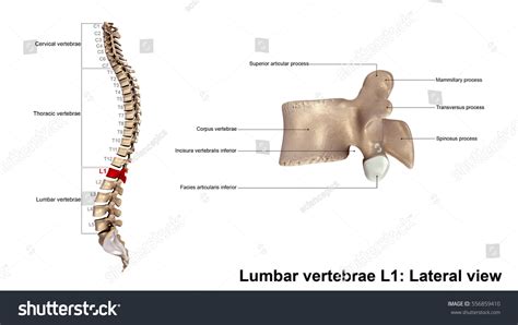 Lumbar Vertebrae L1 Lateral View 3d Illustration De Stock 556859410