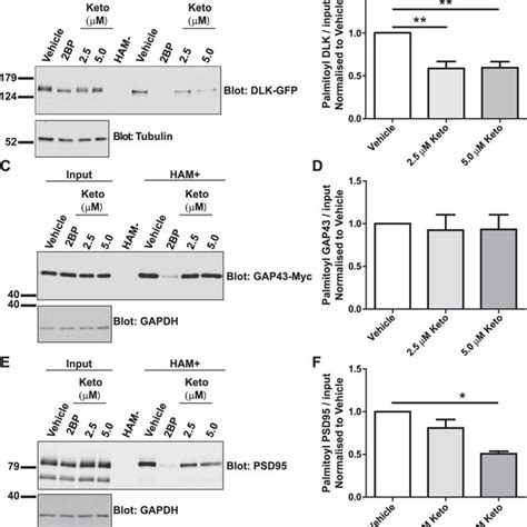 Palmitoylation Dependent Localization Of Dlk Gfp To The Golgi Apparatus