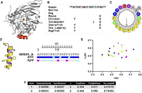 An Inducible Amphipathic α Helix Mediates Subcellular Targeting And