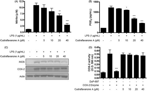 Effects Of Cudraflavanone A On Lps Induced No Pge2 Production Inos