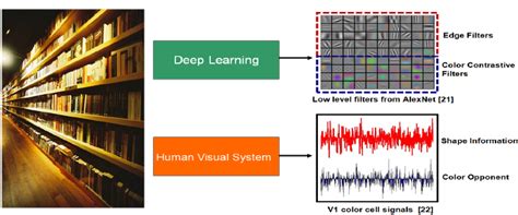 top the low level filters from the first convolutional layer learned