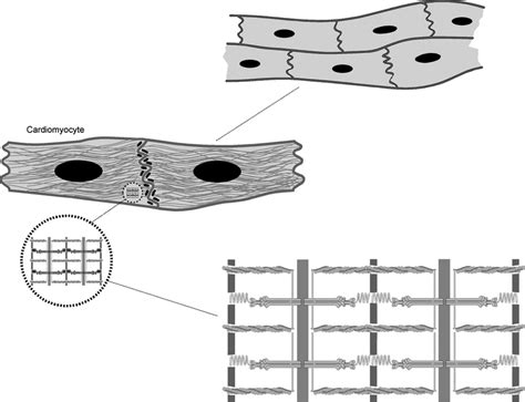 Schematic Representation Of Cardiomyocytes And The Sarcomere
