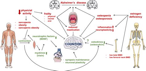 Schematic Representation Of The Nervous Musculoskeletal Systems