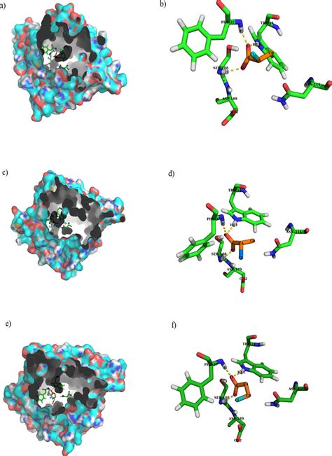 Molecular Visualisation Of Substrate Binding A D 2cp In The Binding