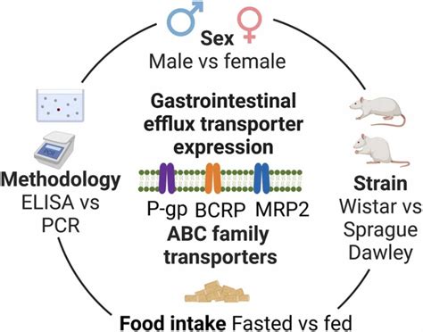 Prandial State And Biological Sex Modulate Clinically Relevant Efflux