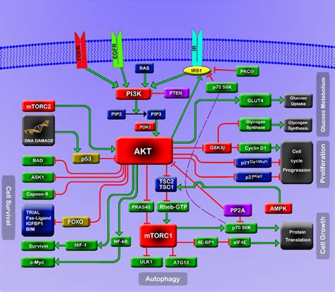 A Schematic Representation Of The Pi3k Akt Mtor Pathway Download