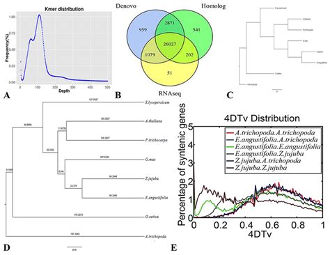 Genome Assembly And Genome Evolution A K Mer Distribution Of Genome