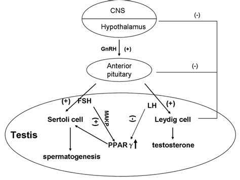 Pparγ Functions In Hypothalamic‑pituitary‑gonadal Axis Pulsatile Gnrh