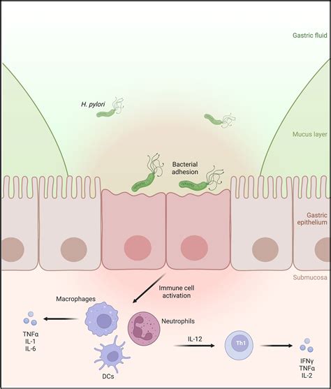 Frontiers Effects Of Helicobacter Pylori Adhesin Hopq Binding To