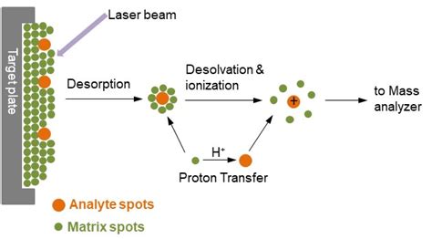 Maldi Tof Mass Spectrometry Creative Proteomics