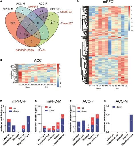 Frontiers Sex Specific Transcriptomic Signatures In Brain Regions
