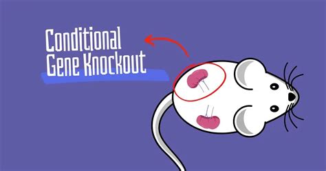 What Is Conditional Gene Knockout And Why Its Important Genetic