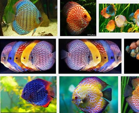 Jenis Jenis Ikan Hias Air Tawar Berikut Daftar Nama Ikan Hias Beserta