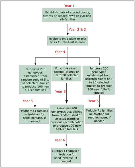 2 Genotypic Recurrent Selection Using Full Sib Families Figure