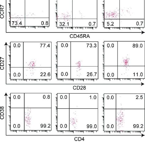 Expansion Of Ebv Mhc Ii Tetramer Specific Cd4 T Cells During Acute