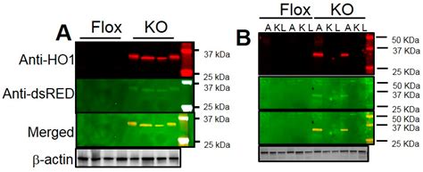 ijms free full text sex dependent effects of ho 1 deletion from