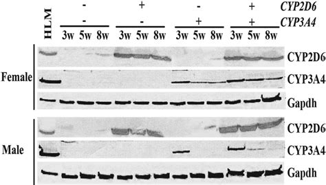 Effects Of Sex And Age On Hepatic Cyp2d6 And Cyp3a4 Protein Expression