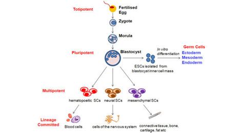 Hierarchy Of Stem Cells