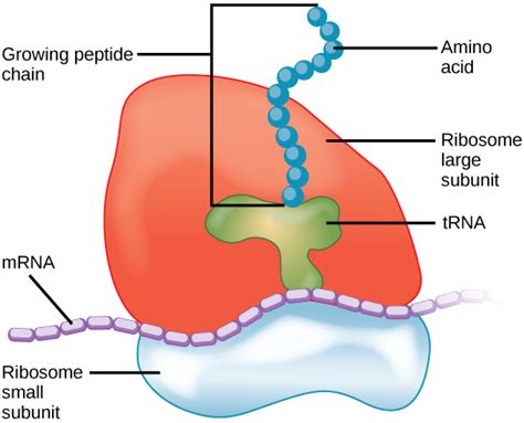 The Nucleus And Ribosomes Boundless Anatomy And Physiology