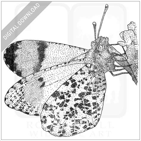 Stock Art Drawing Of A Sara Orangetip Butterfly
