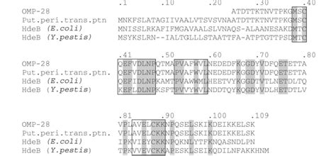 Sequential Homology Of Omp 28 The Amino Acid Sequence Of Omp 28 Was