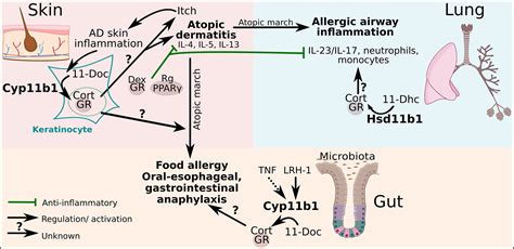 Frontiers Regulation Of Tissue Immune Responses By Local