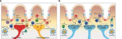 Frontiers Neuro Immune Circuits Regulate Immune Responses In Tissues
