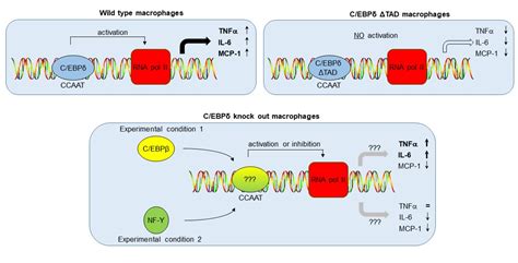 Cells Free Full Text Cebpd Potentiates The Macrophage Inflammatory