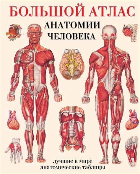Большой атлас анатомии человека • Махиянова Е Б купить книгу по