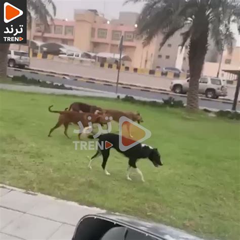 ترند On Twitter مجموعة من الكلاب الضالة امام مستشفى الجهراء T
