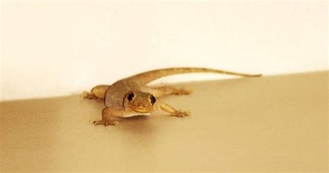 Cicak Berkembang Biak Dengan Cara – Combinesia Web Id