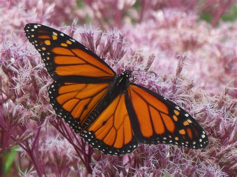 How To Make Monarch Butterfly Wings