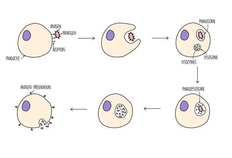 The Immune System Aqa — The Science Hive