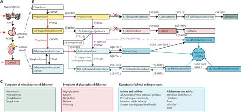 Congenital Adrenal Hyperplasia The Lancet
