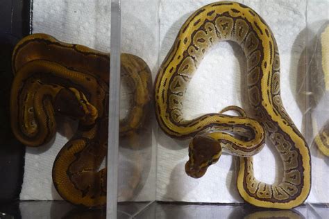 ball python
