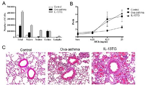 Airway Inflammation And Hyperresponsiveness In Murine Asthma Model