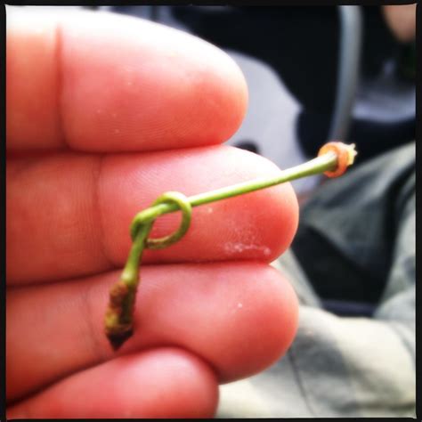 the twisted history of the cherry stem tongue tie trick boing boing