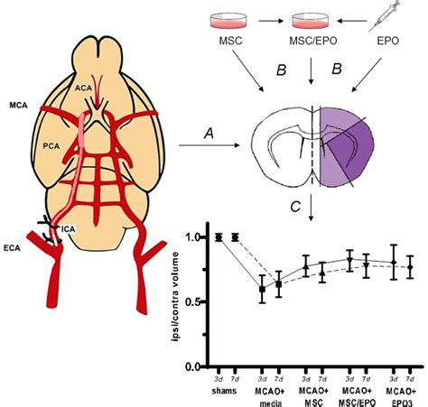 Enhanced Mesenchymal Stromal Cells Or Erythropoietin Provide Long Term