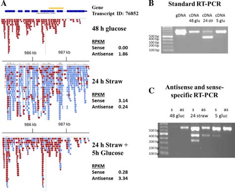 Sense And Antisense Transcription Of Gene With Id 76852 A Igv