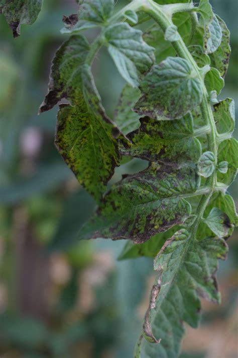 Brown Spots On Tomato Leaves