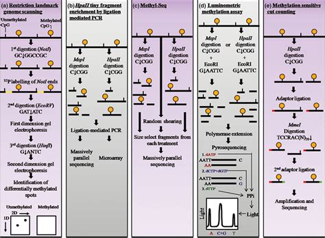 Strategies For Discovery And Validation Of Methylated And