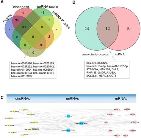 Construction And Topological Analysis Of An Endometriosis Related