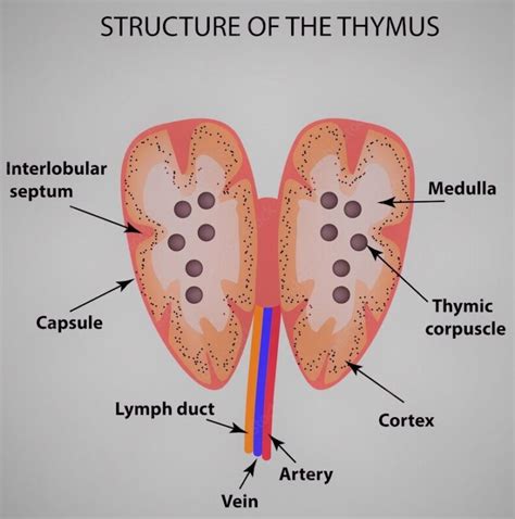 T Cell Development And Maturation In The Thymus Simplified The Immune