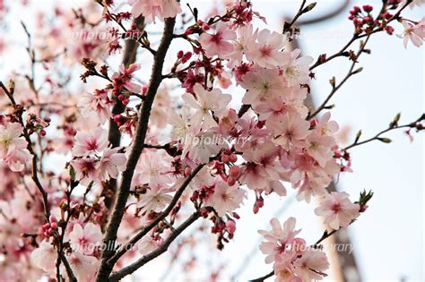 散りゆく桜 写真素材 [ 4568001 ] フォトライブラリー Photolibrary