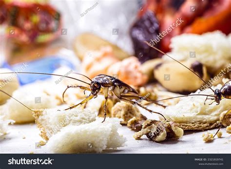 Cockroaches Diet