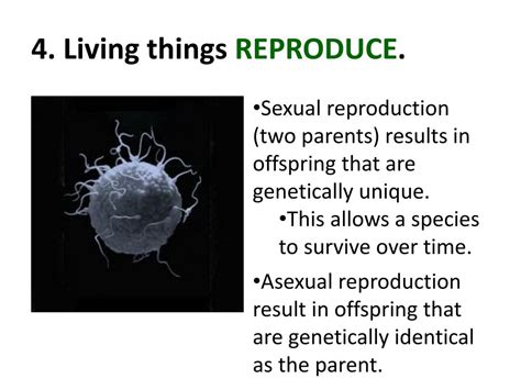 ppt characteristics of living things powerpoint